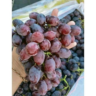 Jual Anggur 1 Kg Terlengkap & Harga Terbaru Desember 2024 | Shopee ...