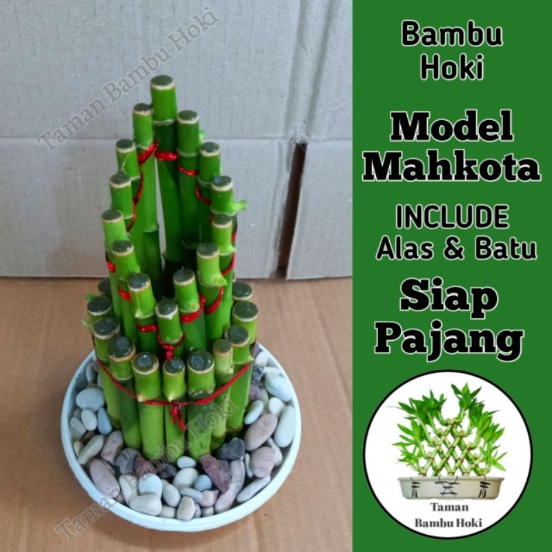 Jual Bambu Hoki Model Mahkota + Alas + Batu Pancawarna / Lucky Bamboo ...