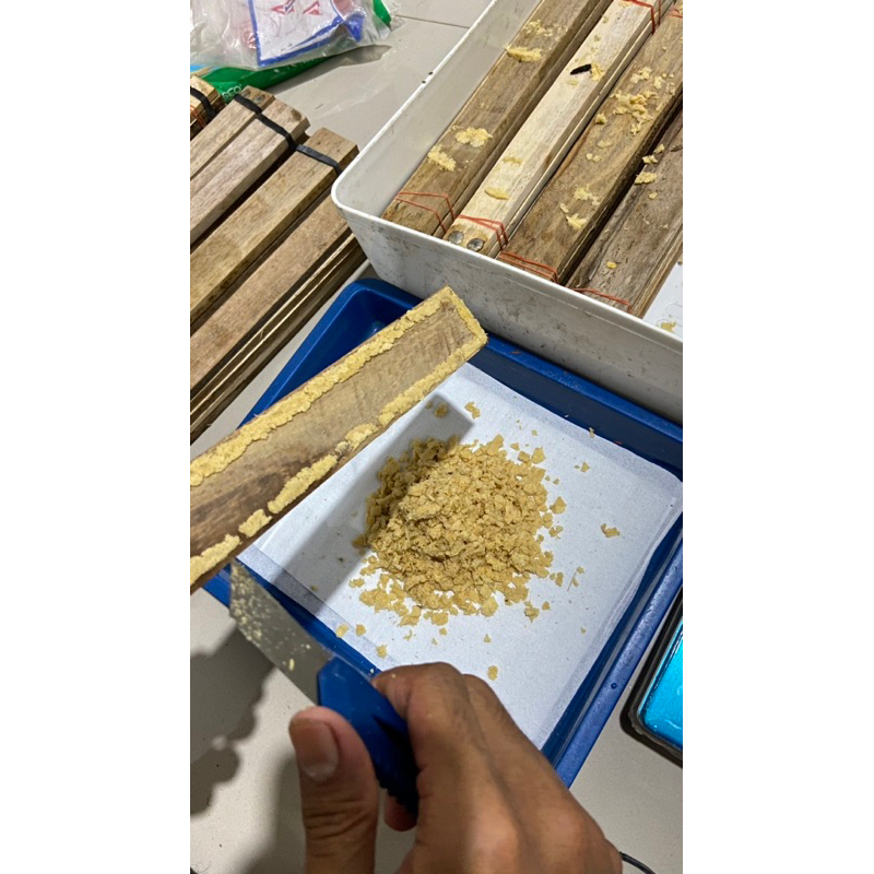 Jual bibit maggot super, telur maggot ,jaminan menetas, gratis ...