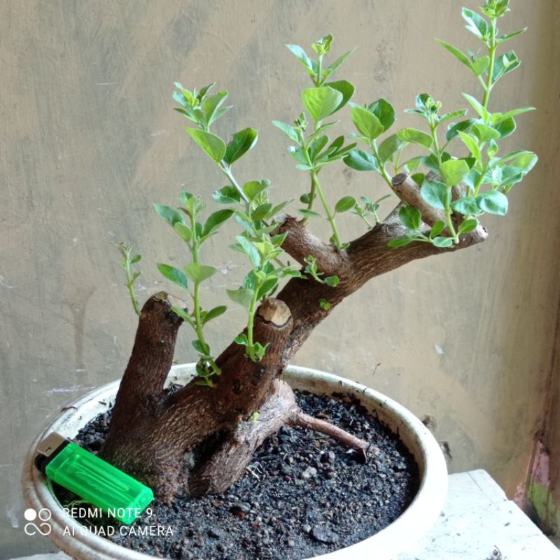 Jual bahan bonsai legundi realpic | Shopee Indonesia