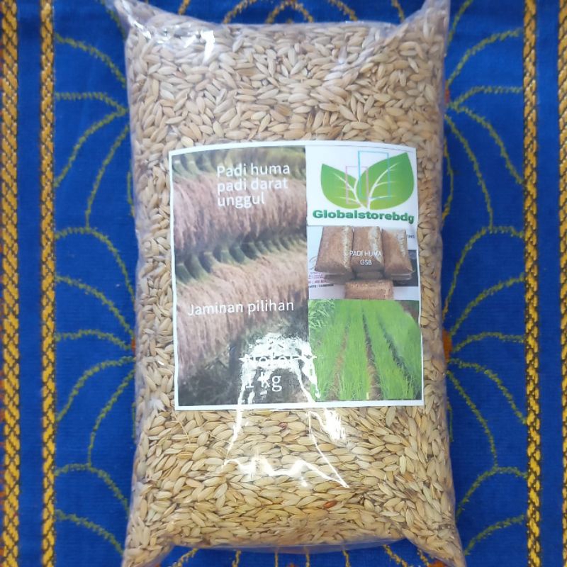 Jual Padi huma asli pedalaman benih padi ladang darat 1000 gram ...