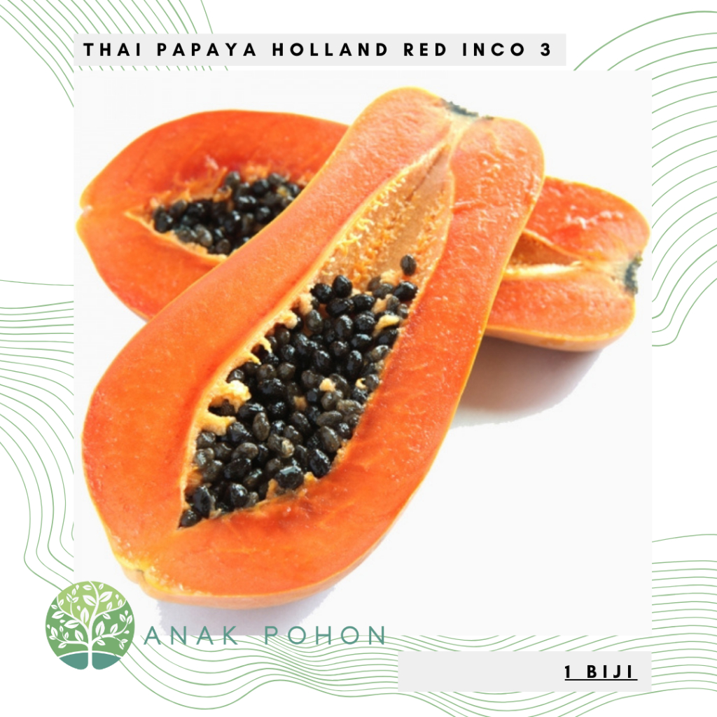 Jual Benih Bibit Biji - Buah Pepaya Thai Papaya Holland Red Inco 3 ...
