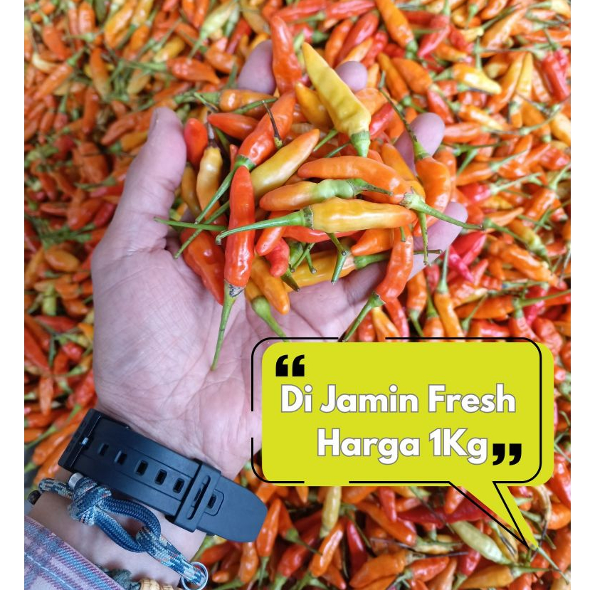 Jual Cabe rawit merah 1kg / Cabai rawit merah 1 kg / Lombok rawit Merah ...