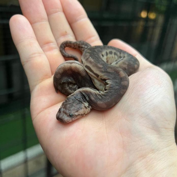 Jual Baby Elephant Trunk Snake / Bayi Ular Karung / Bayi Ular Belalai ...