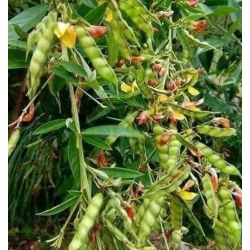 Jual Sayur Kacang Hiris/Gude segar 100gr | Shopee Indonesia