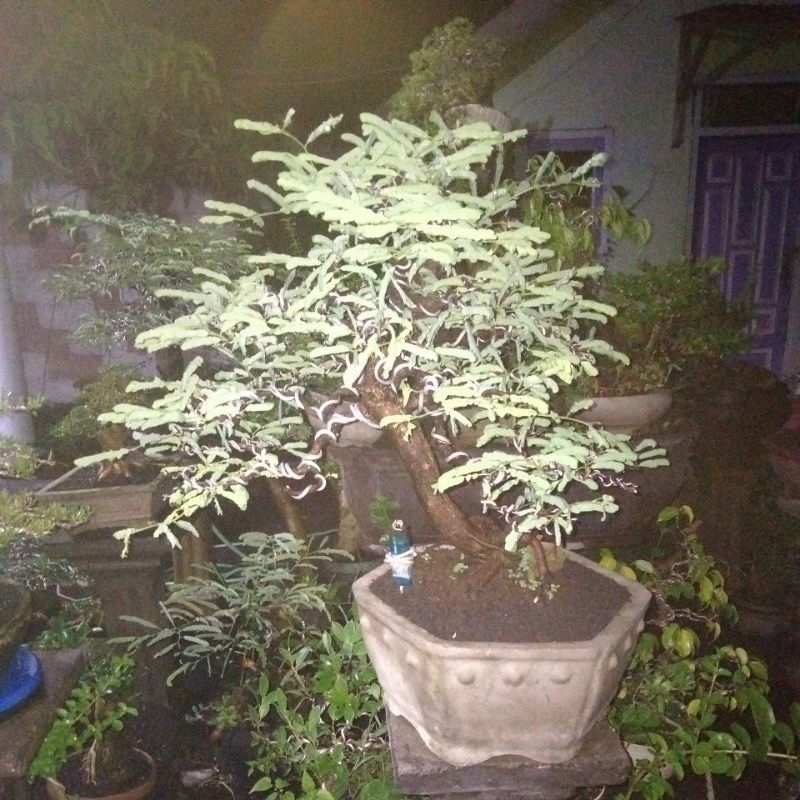Jual BONSAI ASEM JAWA SESUAI FOTO | Shopee Indonesia