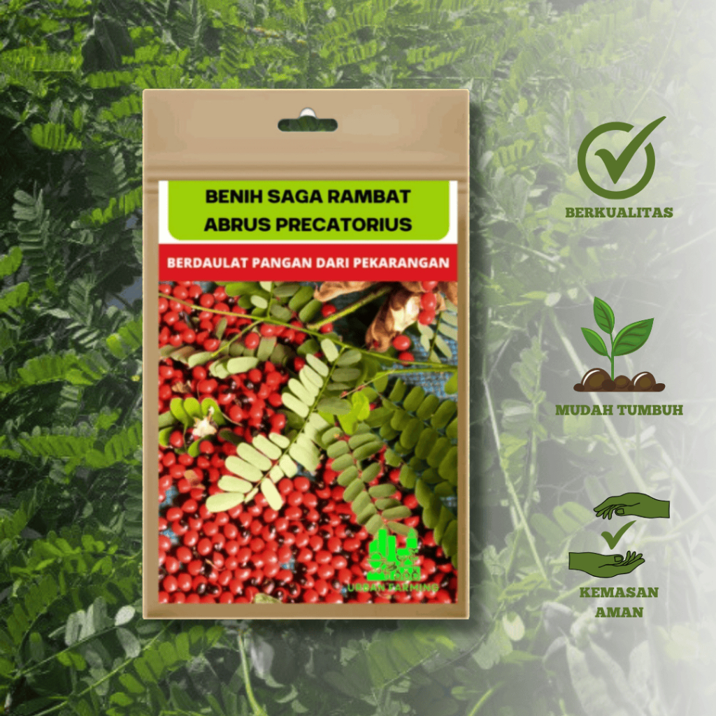 Jual Benih Saga Rambat 50 Gram Urban Farming Unggul Mudah Tumbuh ...
