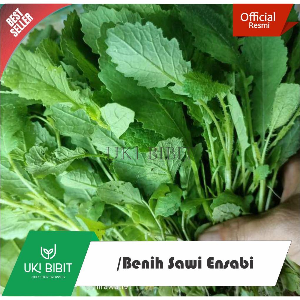 Jual ( 100 Gram ) Benih Sawi Ensabi | Sawi Dayak | Sayur Sabih | Sawi ...