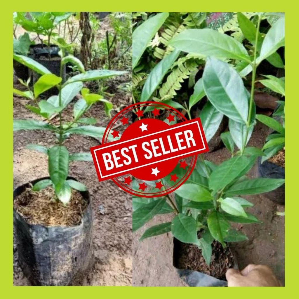 Jual Pohon Salam Besar, Pohon Salam Koja | Shopee Indonesia