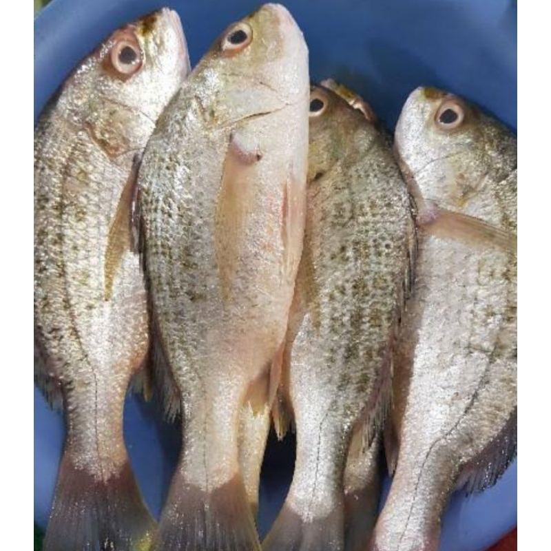 Jual Ikan Kakap Putih Segar 500Gr | Shopee Indonesia