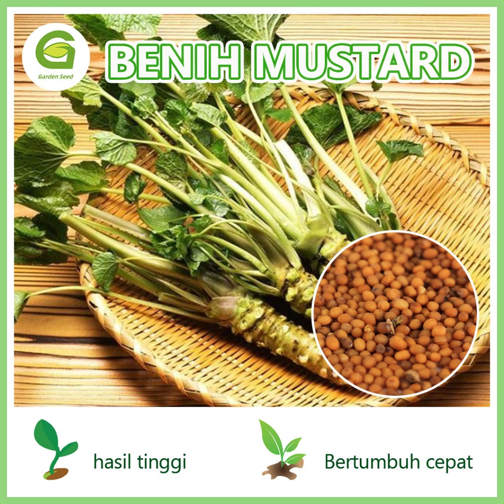 Jual 20 Yellow Mustard Seed/Biji Sesawi Kuning/Mustard | Shopee Indonesia