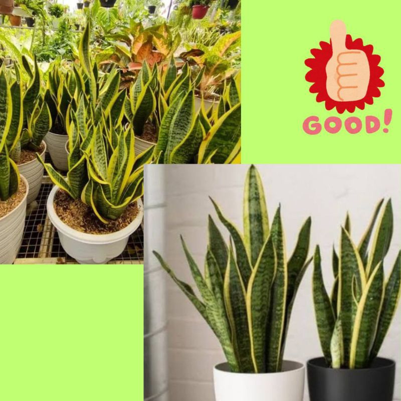 Jual 10 Pohon Tanaman Lidah Mertua Mini, Tanaman Lidah Mertua Kecil ... Jual 10 Pohon Tanaman Lidah Mertua Mini, Tanaman Lidah Mertua Kecil ...