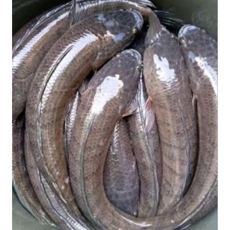 Jual Ikan Gabus Hidup 1kg | Shopee Indonesia