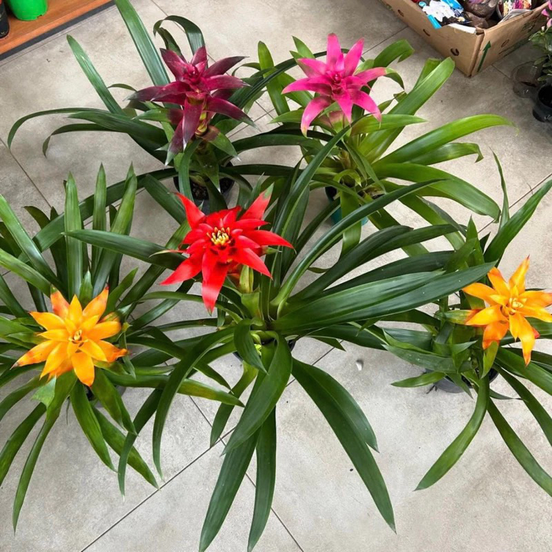 Jual Bromelia gusmania - Bromelia guzmania aneka warna - Bromelia ...