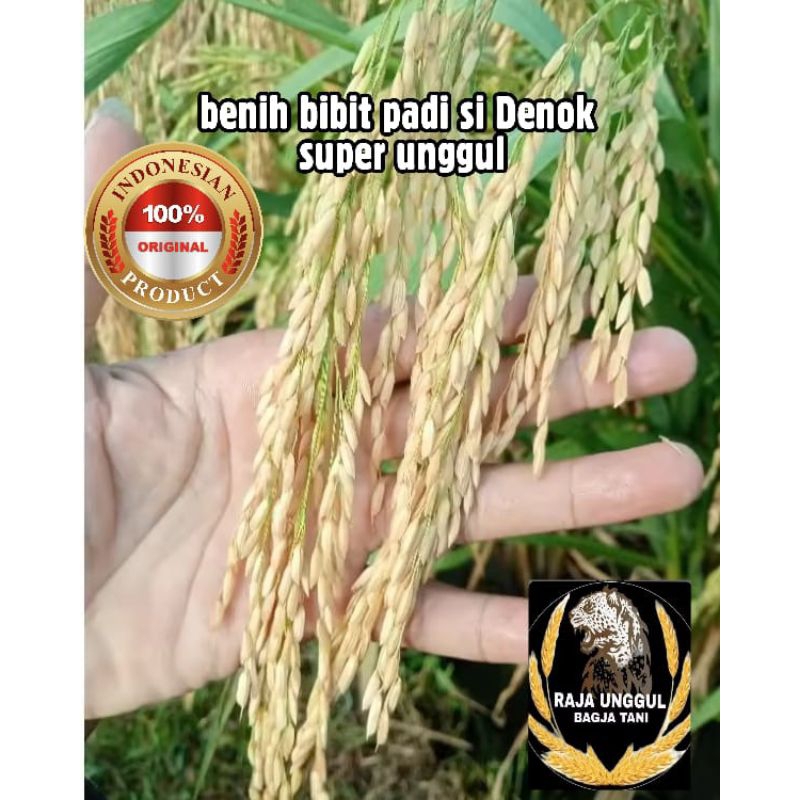 Jual BENIH PADI 1 kg SI DENOK SUPER UNGGUL BERKUALITAS 1kg | Shopee Indonesia