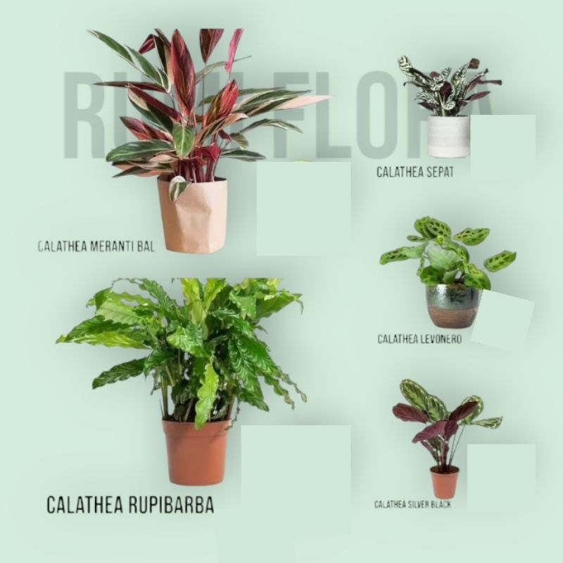 Jual Paket 5 jenis tanaman hias Calathea / Kalatea hidup // Tanaman ...