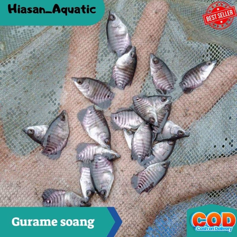 Jual paket 50 ekor gurame soang ukuran nguaci | Shopee Indonesia