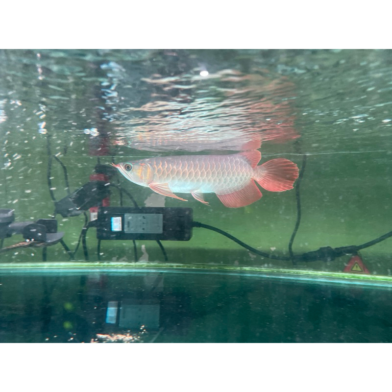 Jual Ikan Arwana Super Red 28 cm Ekor Lebar | Shopee Indonesia
