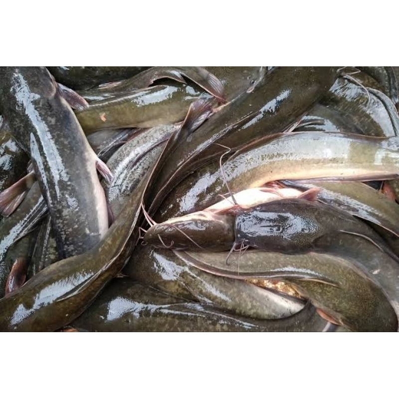 Jual Ikan Lele Segar 1KG | Shopee Indonesia