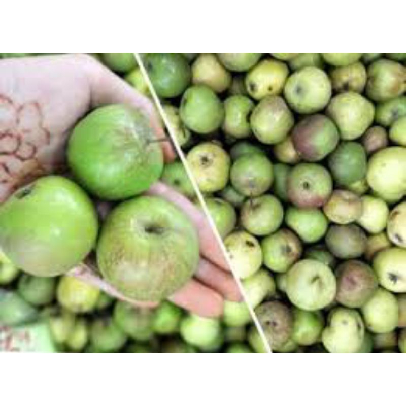 Jual Buah Apel Malang Hijau fresh segar | Shopee Indonesia
