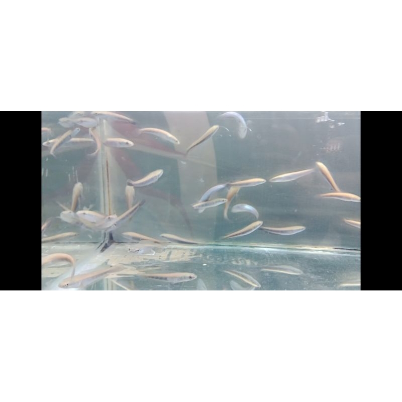 Jual maru riau 5 ekr | Shopee Indonesia