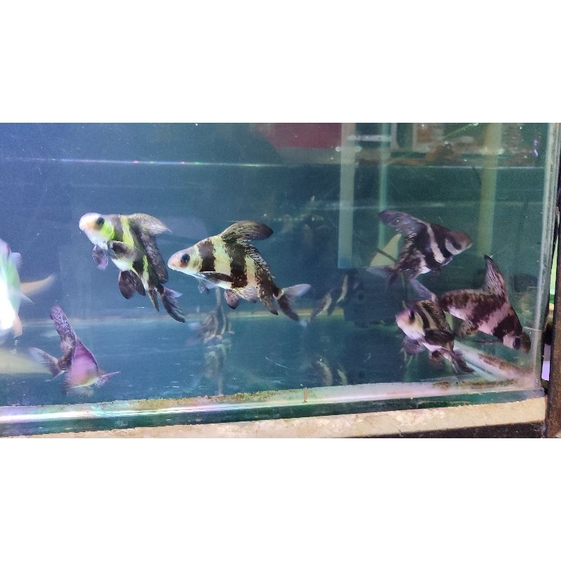 Jual CHF Chinese high fin | Shopee Indonesia