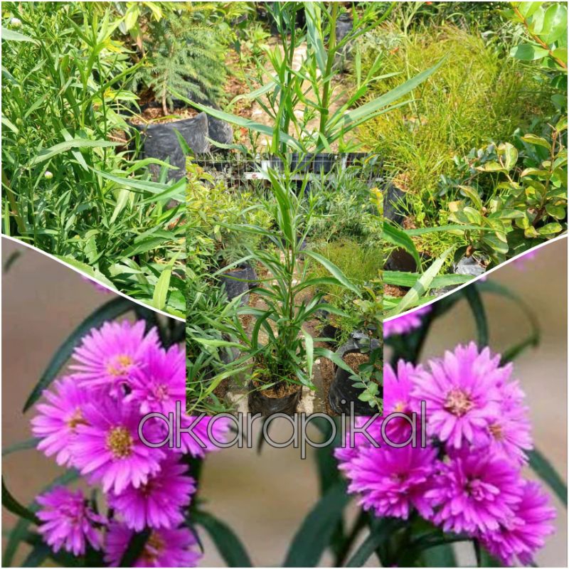 Jual Bibit Tanaman Bunga Aster Pikok Ungu / Bunga Pikok Ungu ( Sudah ...
