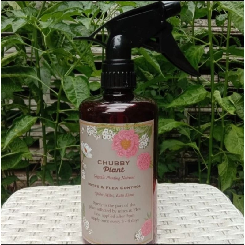 Jual chubby plant basmi hama kutu mite bikin daun gosong keras gagal ...