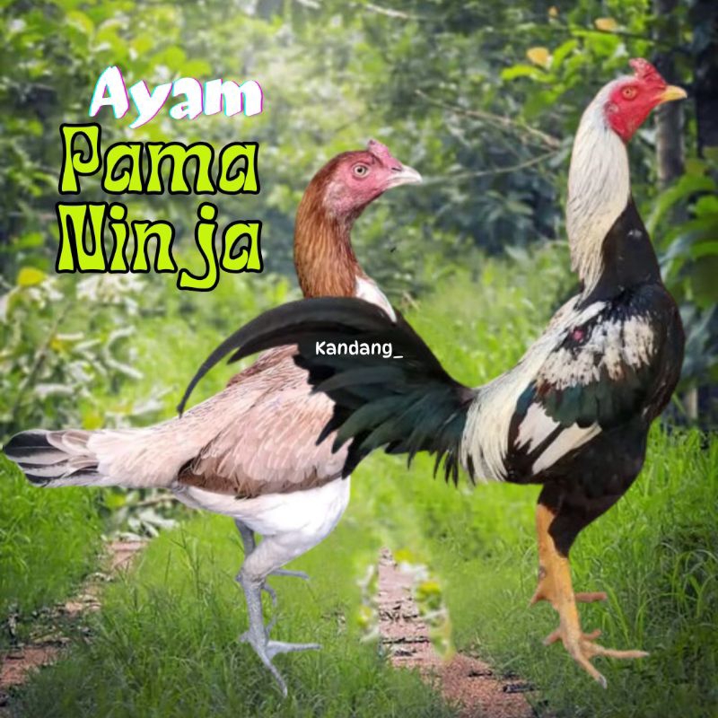 Jual telur ayam pama ninja original bisa untuk di tetaskan | Shopee ...