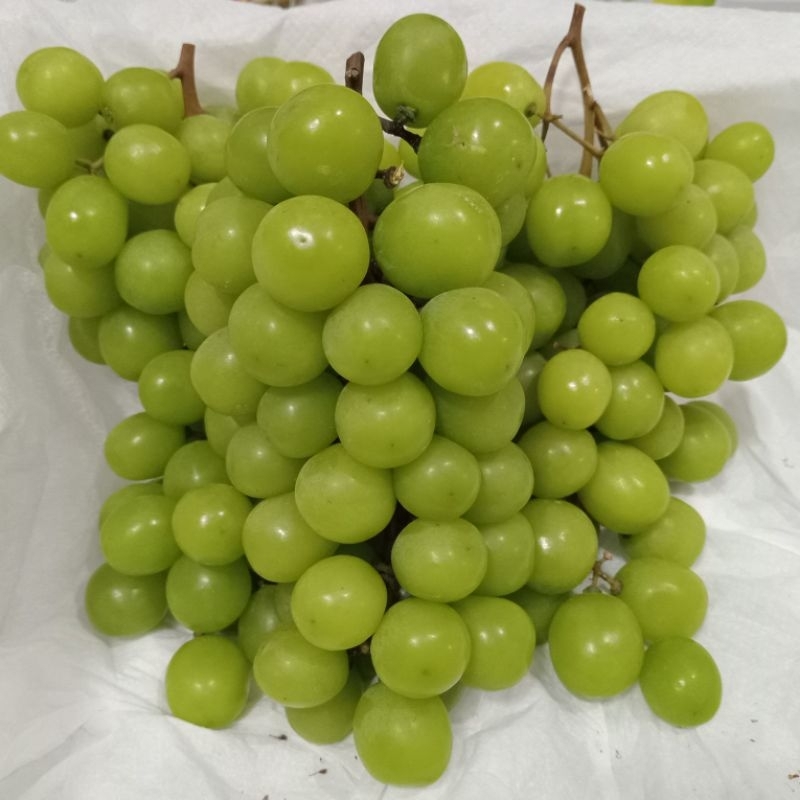Jual Anggur shine muscat 500 gram | Shopee Indonesia