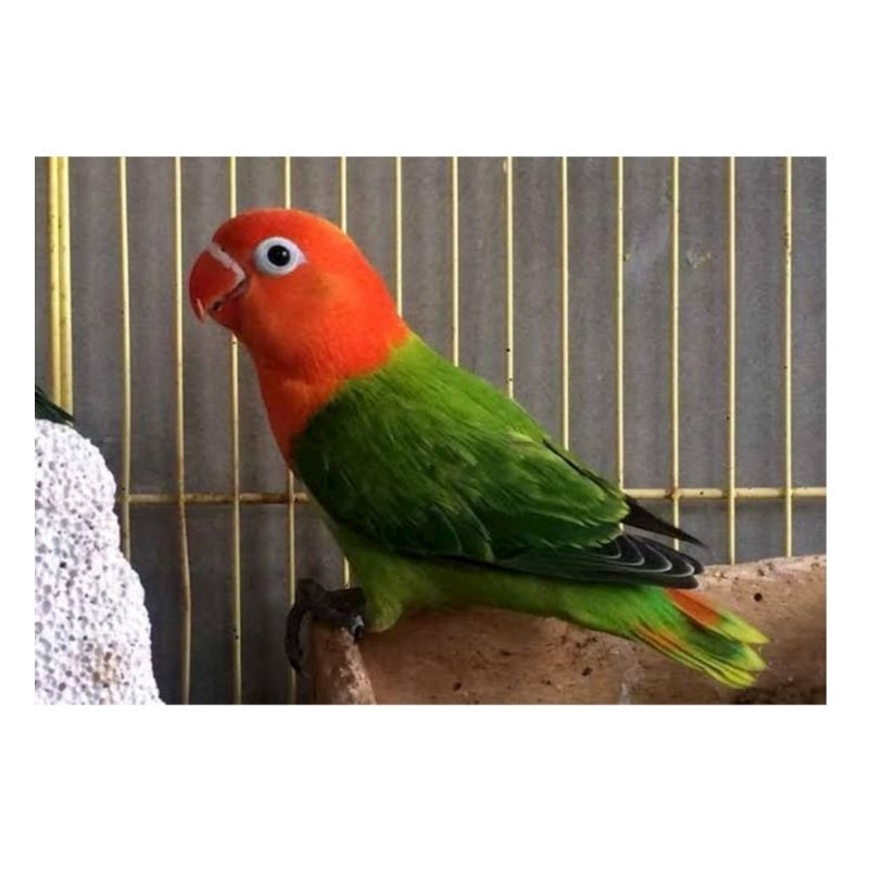 Jual Lovebird Biola Terlengkap & Harga Terbaru Juni 2026 | Shopee Indonesia