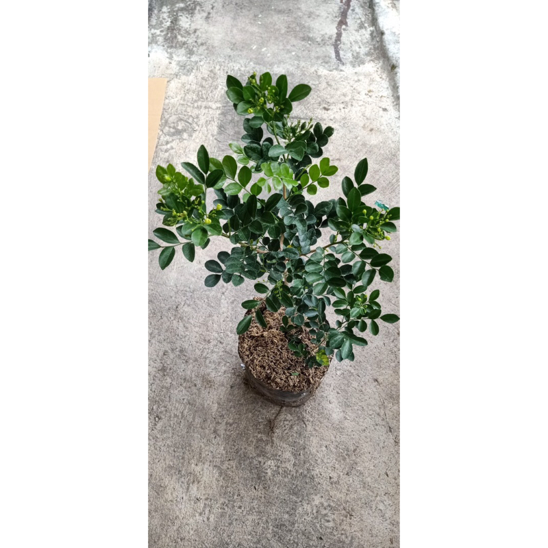 Jual Tanaman Hidup Bunga Kemuning Jepang Induk (Murraya paniculata ...