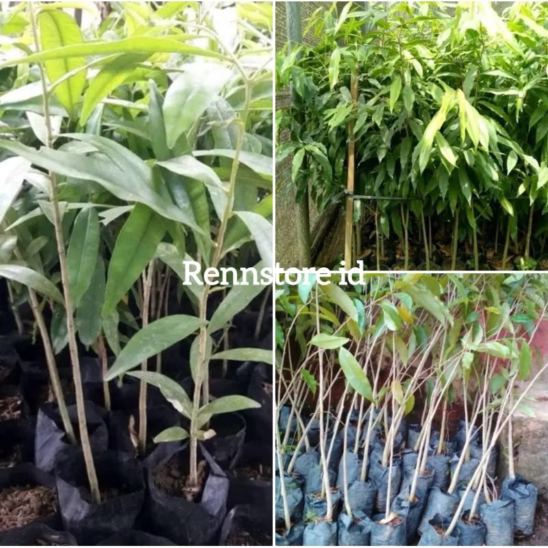 Jual Bibit Tanaman Kayu Gaharu Unggul ( BELI 5 GRATIS 1 ) | Shopee ...
