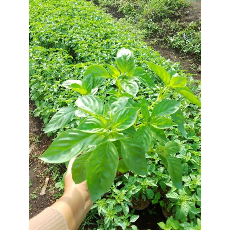 Jual Bibit Tanaman Daun KEMANGI / SURAWUNG RIMBUN | Shopee Indonesia