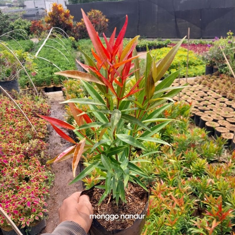 Jual tanaman hias/taman PUCUK MERAH/DAUN PUCUK MERAH/Syzygium ...