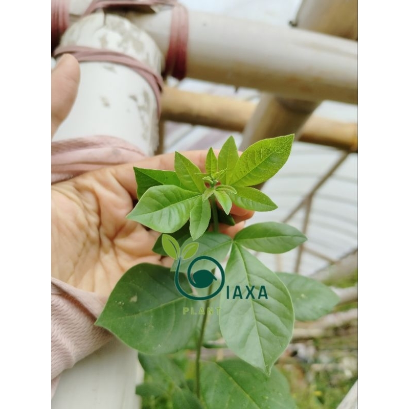 Jual Tanaman Legundi Vitex Trifolia L Herbal Bibit Toga | Shopee Indonesia