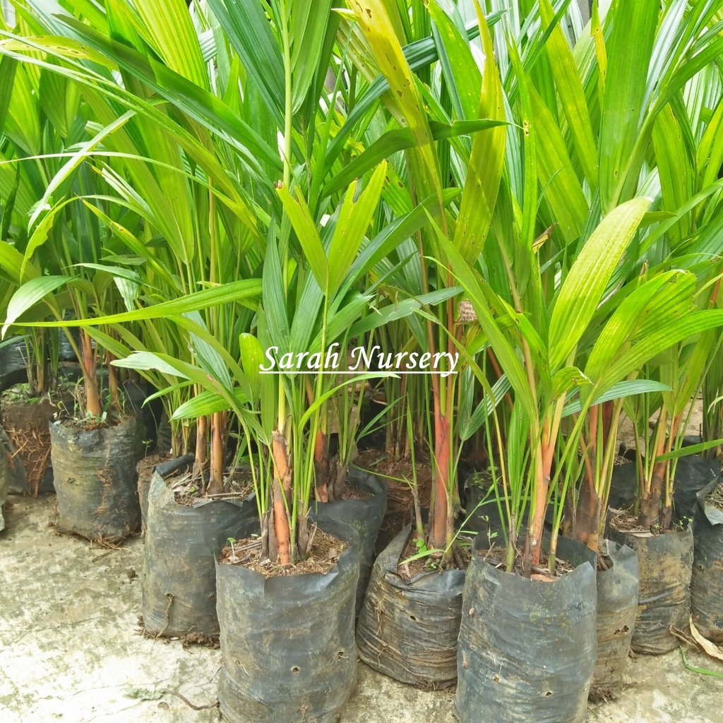 Jual Bibit Tanaman Palem Merah / Pinang Merah Siap Tanam | Shopee Indonesia