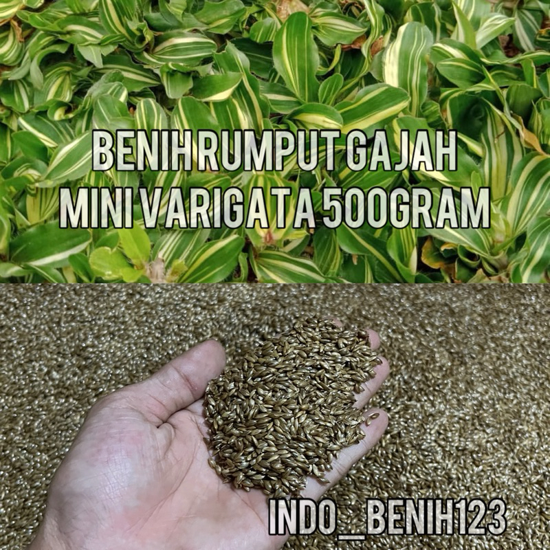Jual Peromo!! benih rumput gajah mini varigata 500gram | Shopee Indonesia