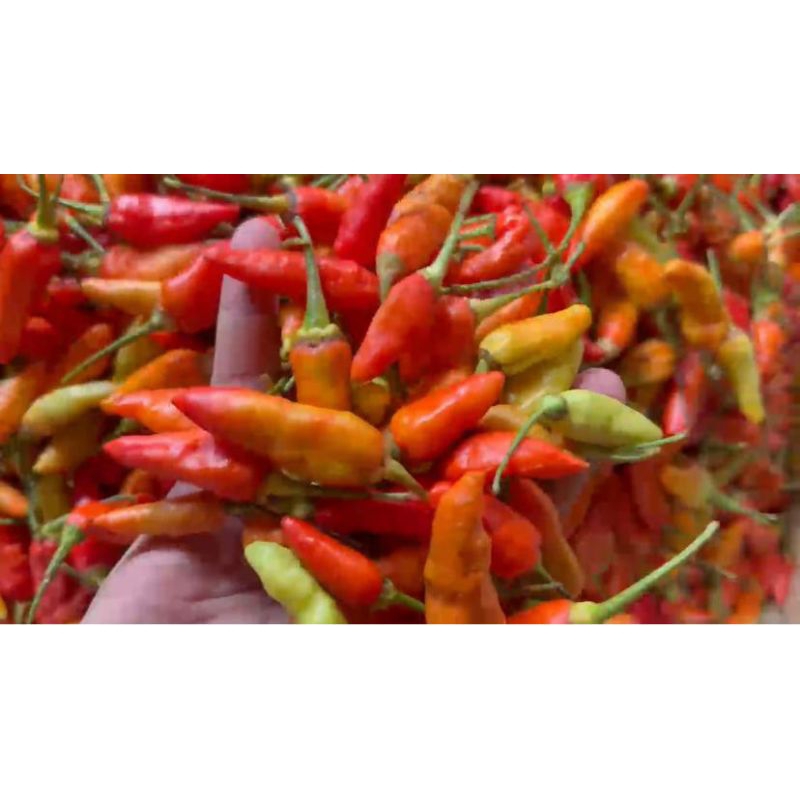 Jual Cabe Rawit Merah 1 Kg | Shopee Indonesia