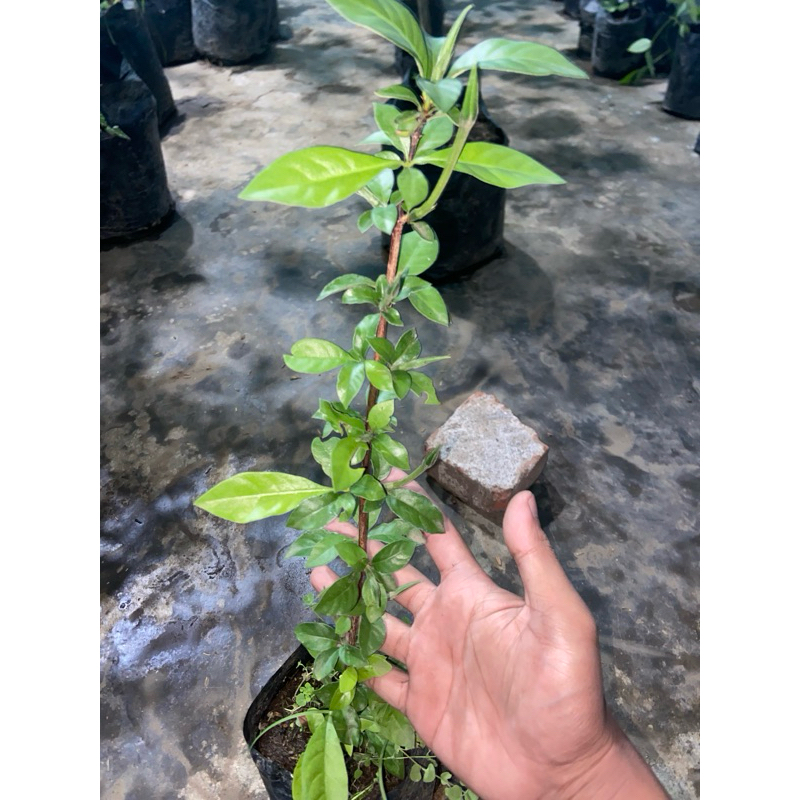 Jual bibit blueberry kondisi full bunga spesial live | Shopee Indonesia