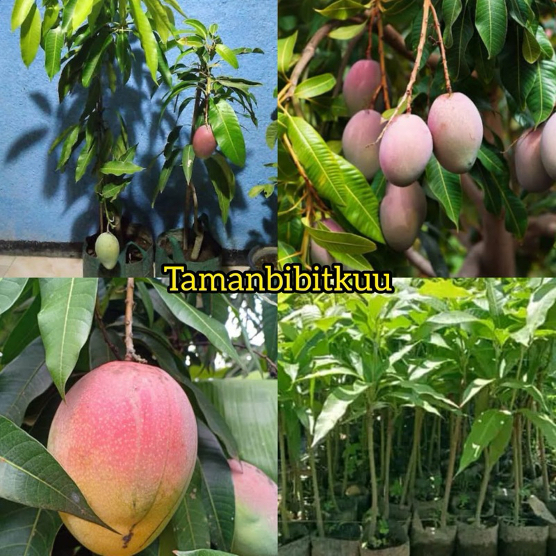 Jual Bibit Mangga Red Brazil Unggul Hasil Okulasi Cocok Ditanam Dipot ... Jual Bibit Mangga Red Brazil Unggul Hasil Okulasi Cocok Ditanam Dipot ...