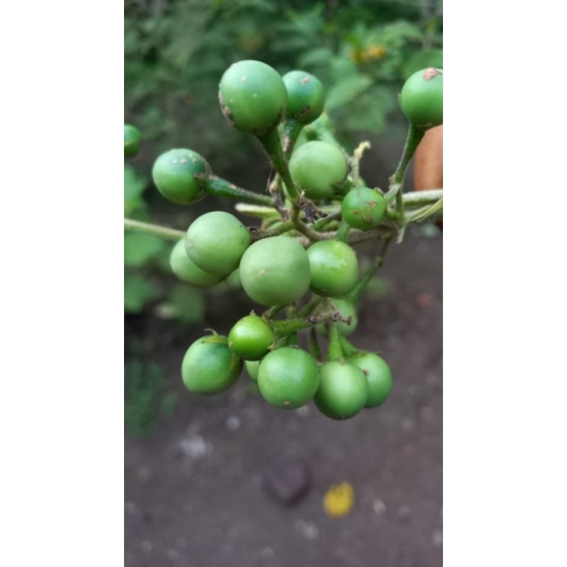 Jual Takokak segar / Cepokak / buah rimbang 500 gr | Shopee Indonesia