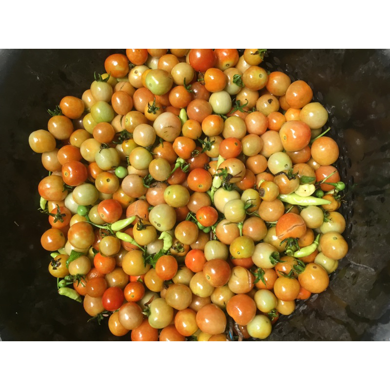 Jual Tomat Rampai / Tomat Cherry / Tomat kecil | Shopee Indonesia