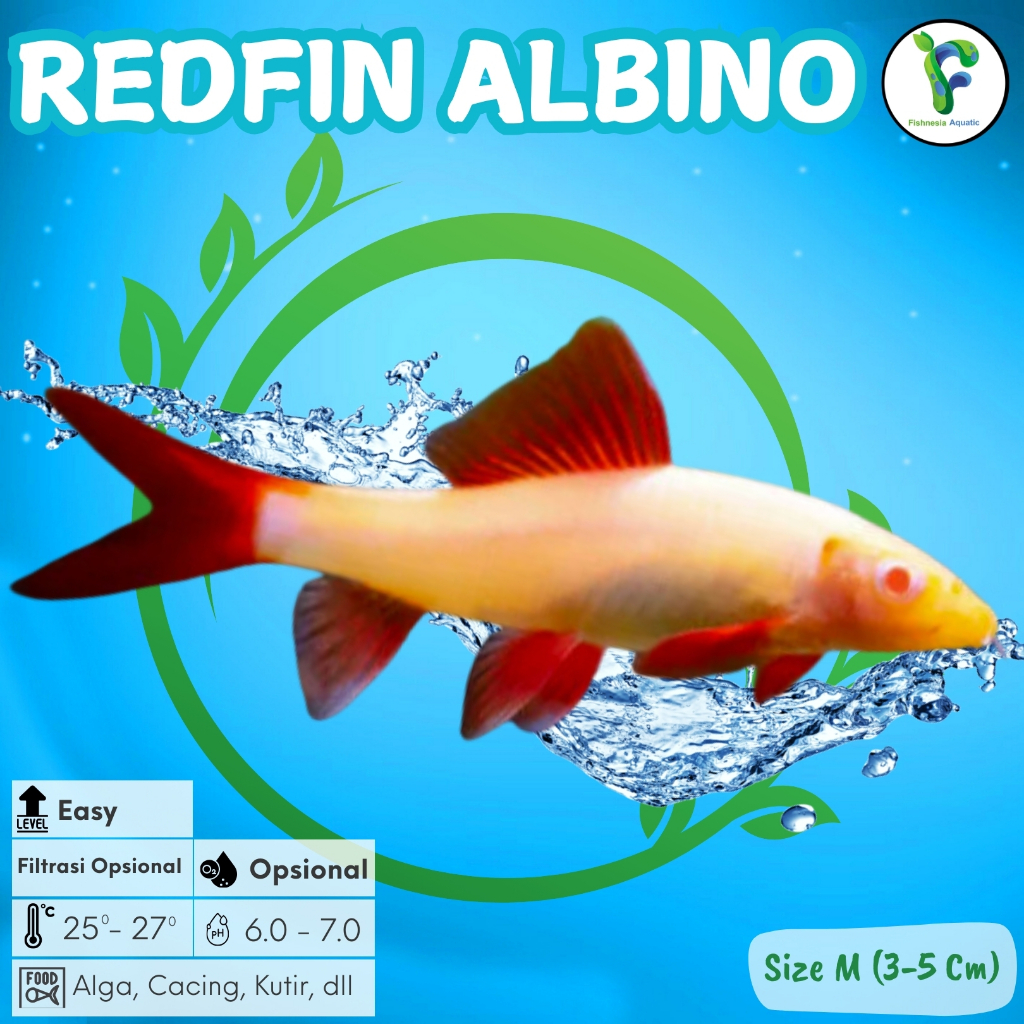 Jual Ikan Redfin Albino Algaeater Algae Eater Alga Eater Pemakan Alga ...