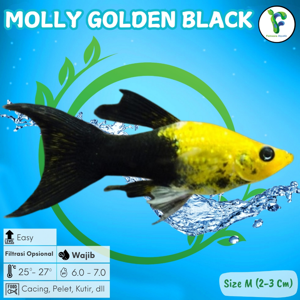 Jual Ikan Golden Black Molly / Molly Golden Black - Ikan Hias Aquascape ...