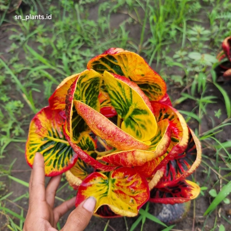 Jual tanaman hias puring Apel super red giant SRG.(batang ORI) | Shopee ...