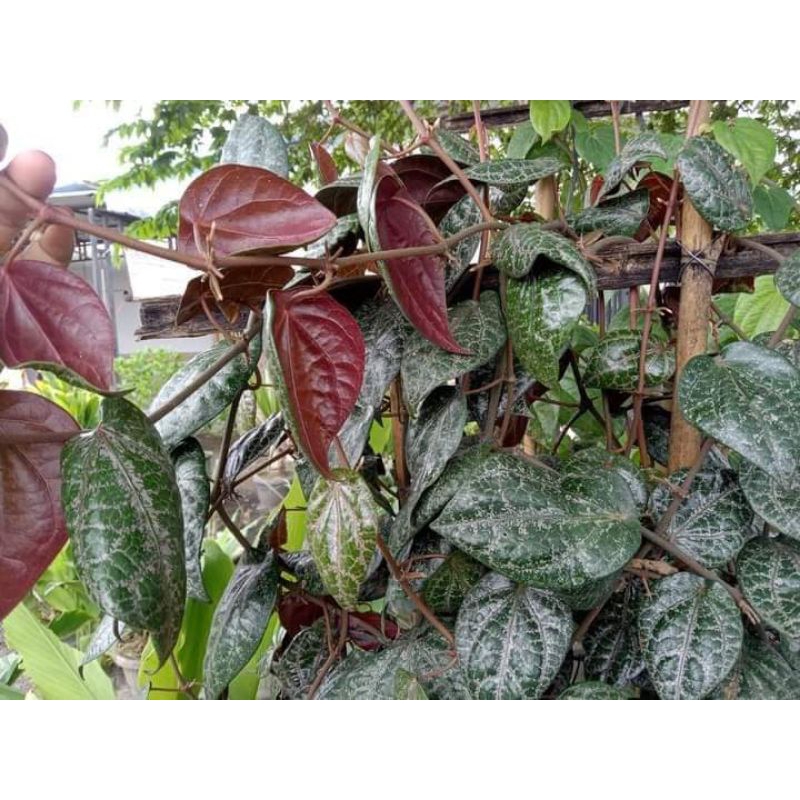 Jual 𝒔𝒊𝒓𝒊𝒉 𝒎𝒆𝒓𝒂𝒉 /Piper crocatum | Shopee Indonesia