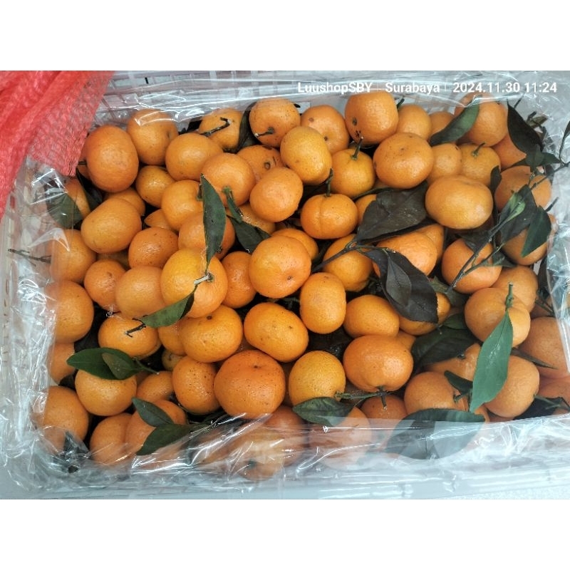 Jual Jeruk Keprok Mandarin Baby Santang Daun Jeruk Ponkam 1kg | Shopee ...