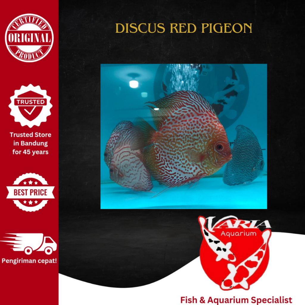 Jual Ikan Hias Discus Red Pigeon Ikan HIas Aquarium Diskus Red Pigeon ...