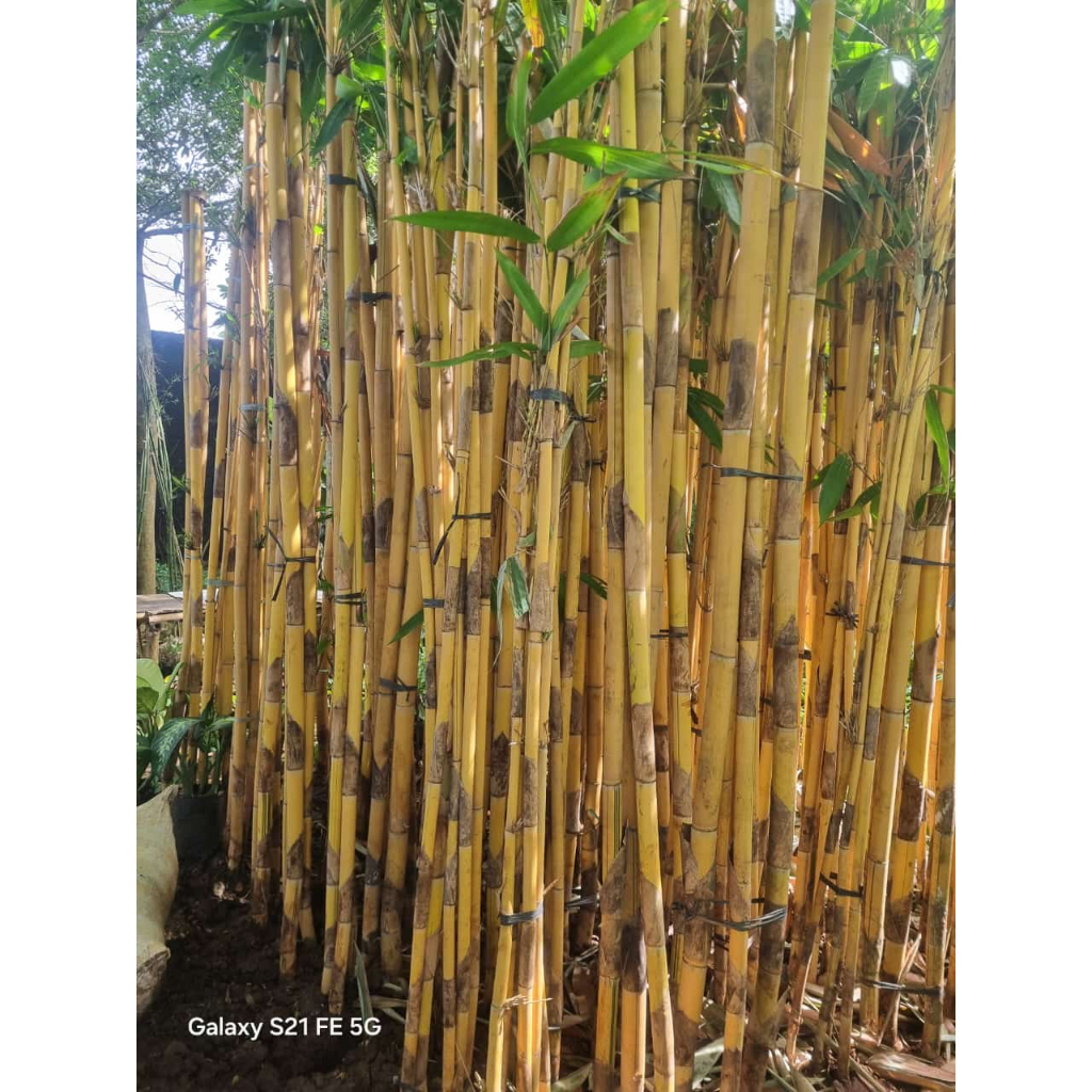 Jual Pohon Bambu Kuning 1 Meter | Pohon Pagar Penutup Bambu Kuning ...
